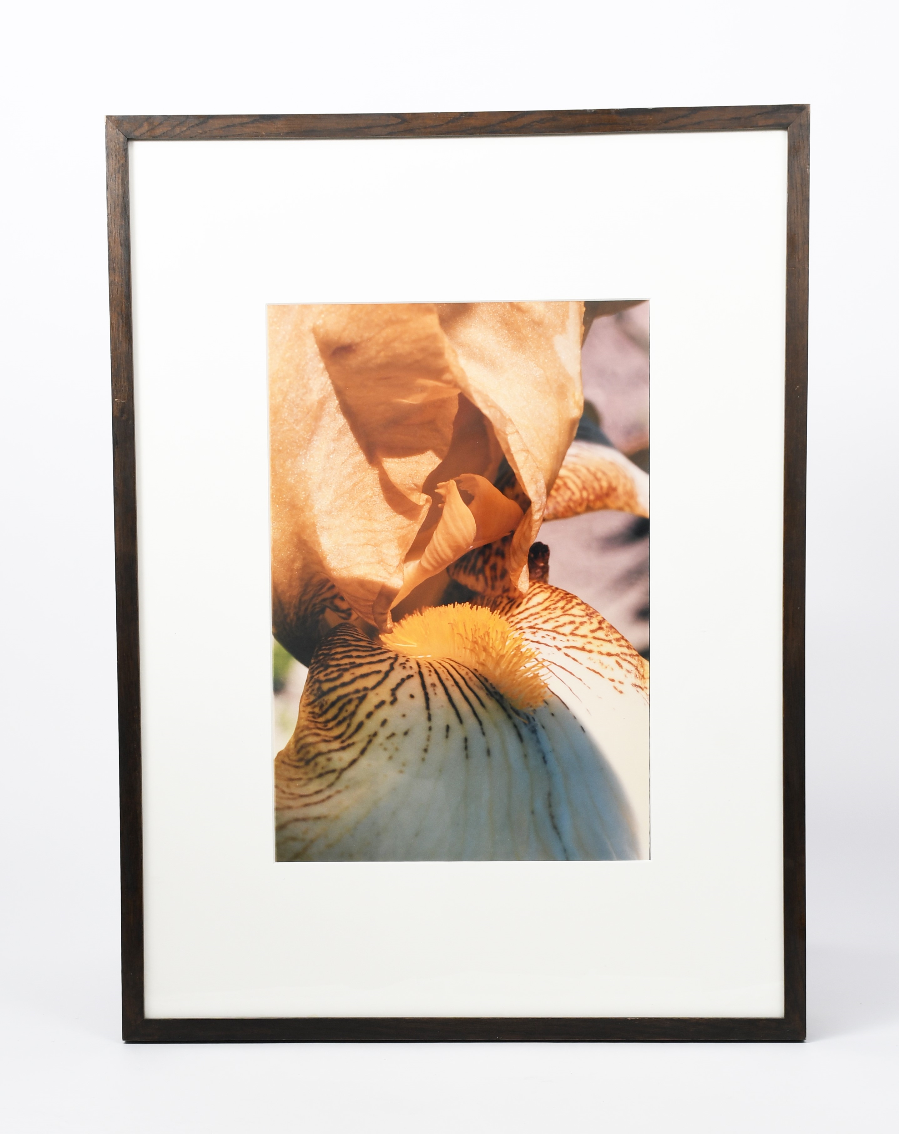 David Cripps | Jasmine's Garden - Iris Bred by Cedric Morris, | MutualArt