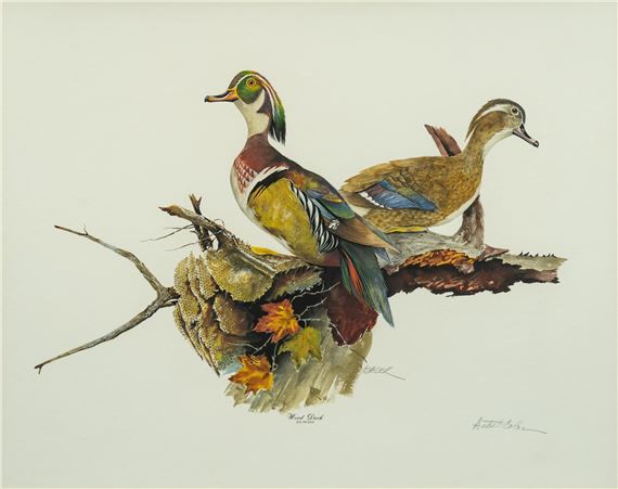 Scott Yeager | Wood Duck | MutualArt