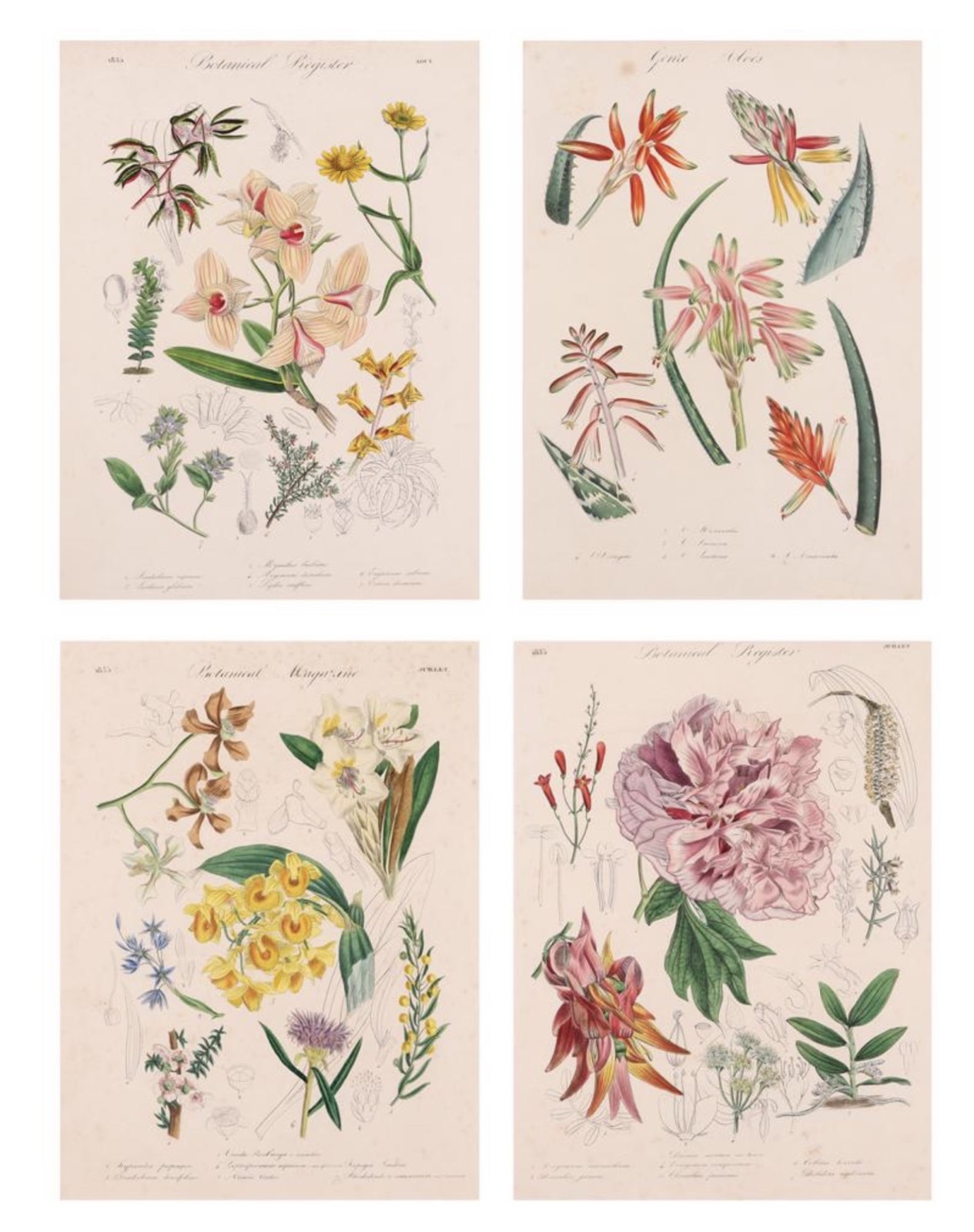 Pierre Auguste Joseph Drapiez | A lot of 19th century botanical prints ...