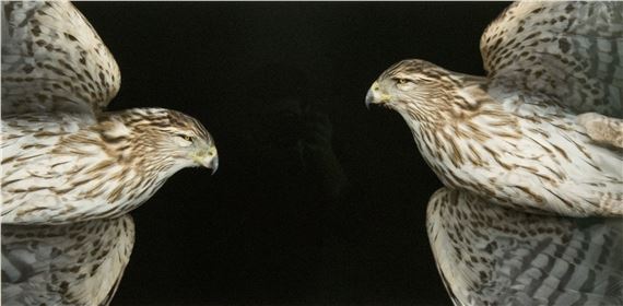 Deborah Samuel | Cooper's Hawk VI & II (2012) | MutualArt