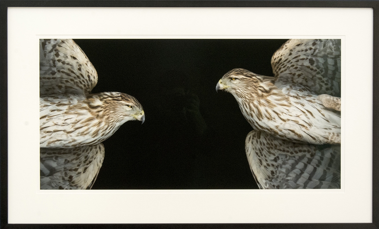 Deborah Samuel | Cooper's Hawk VI & II (2012) | MutualArt