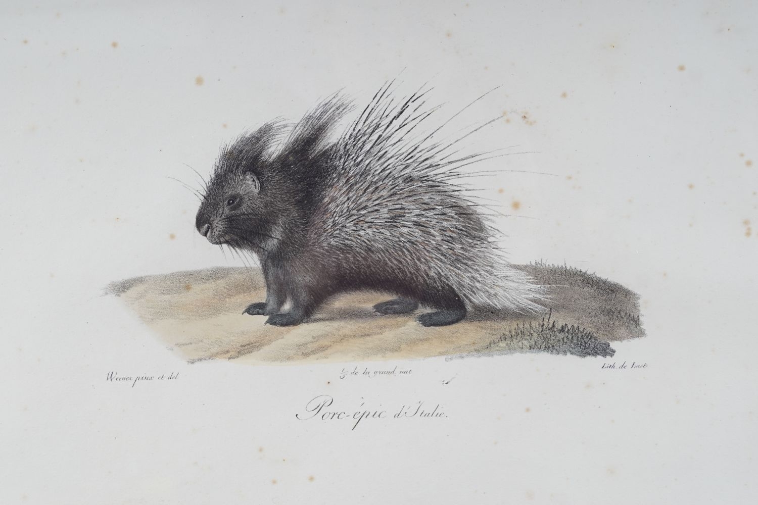 Theodor Werner | Set of 6 animalia prints | MutualArt