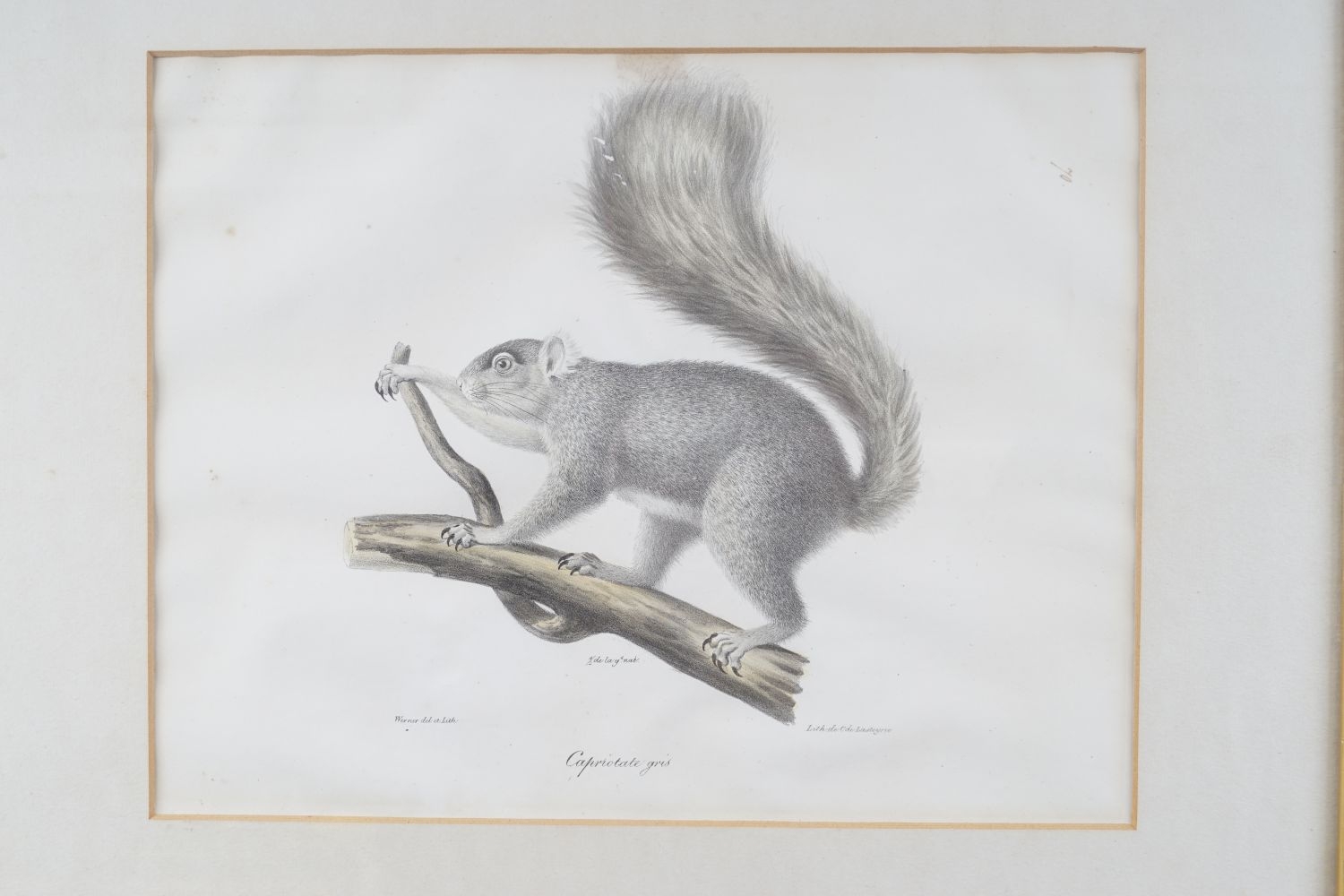 Theodor Werner | Set of 6 animalia prints | MutualArt