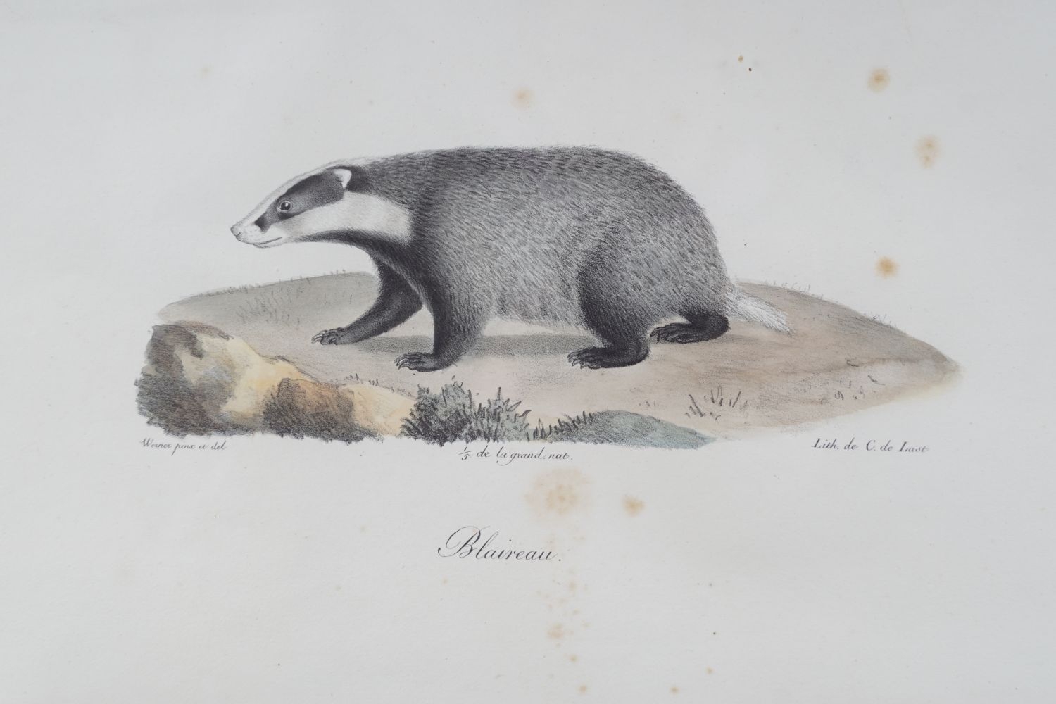 Theodor Werner | Set of 6 animalia prints | MutualArt