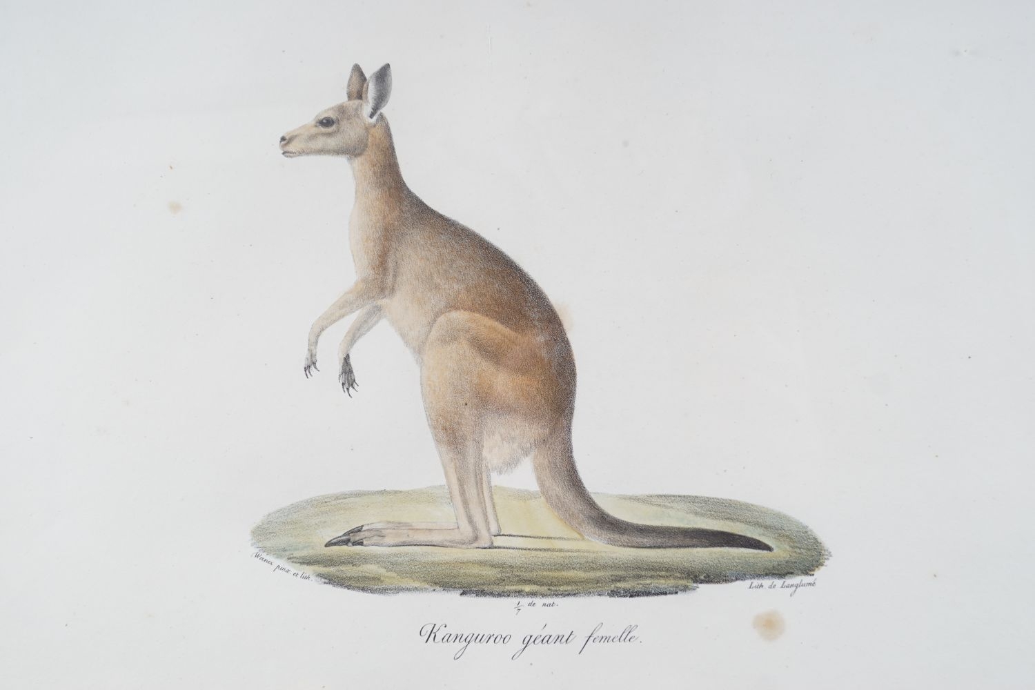 Theodor Werner | Set of 6 animalia prints | MutualArt