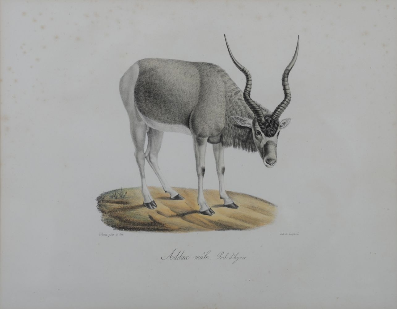 Theodor Werner | Set of 6 animalia prints | MutualArt