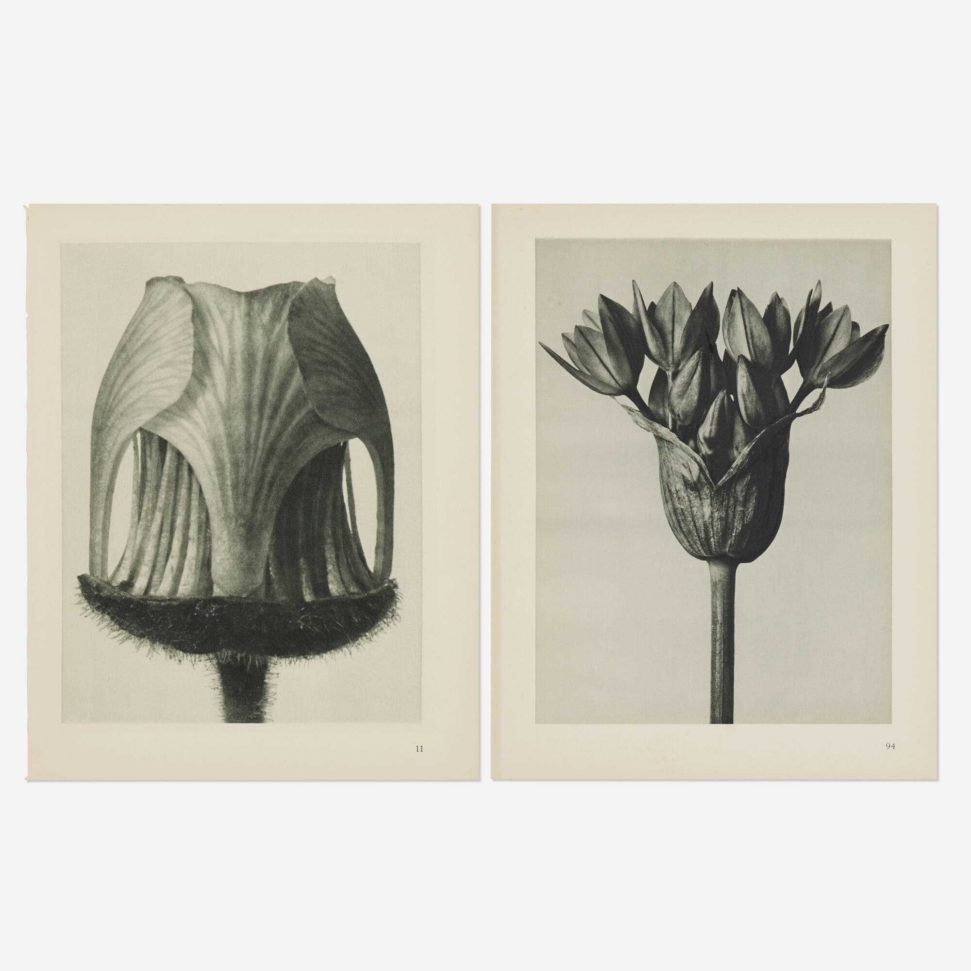 Karl Blossfeldt | La plante (1928) | MutualArt