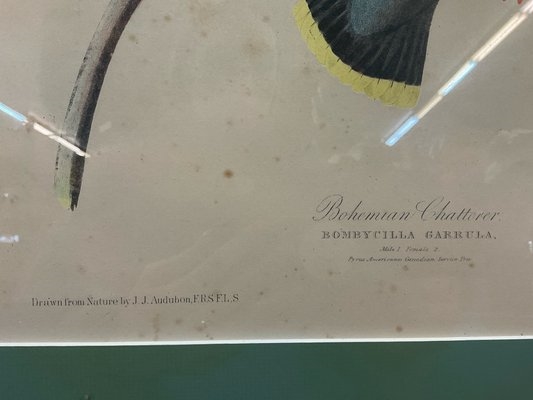 John James Audubon | Two J.J. Audubon Prints | MutualArt