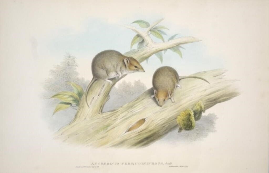 John Gould | Antechinus Ferruginifrons | MutualArt