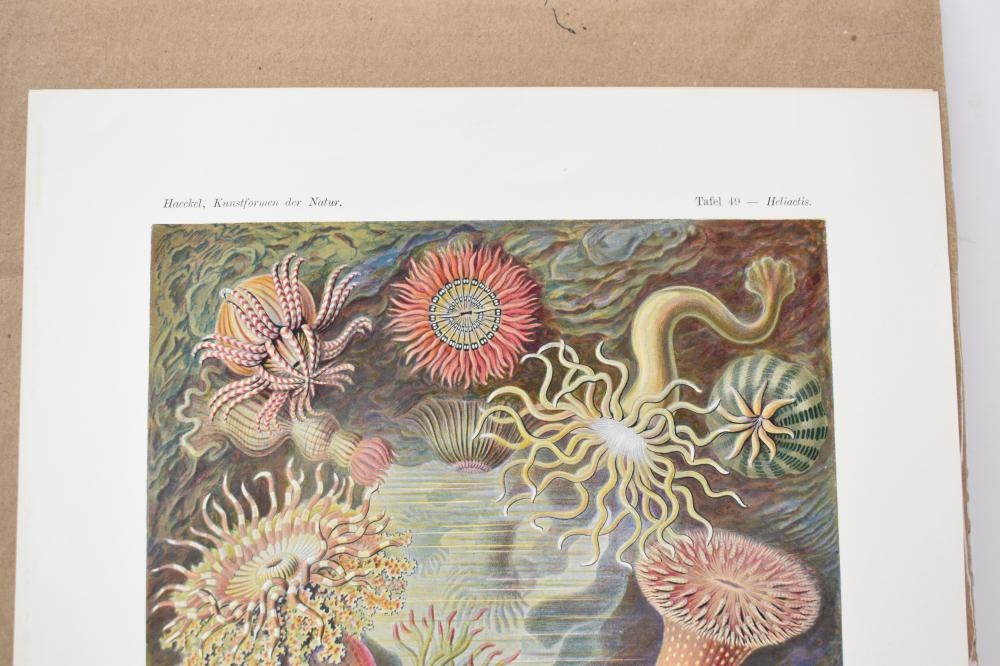 Ernst Haeckel | Actiniae Underwater | MutualArt