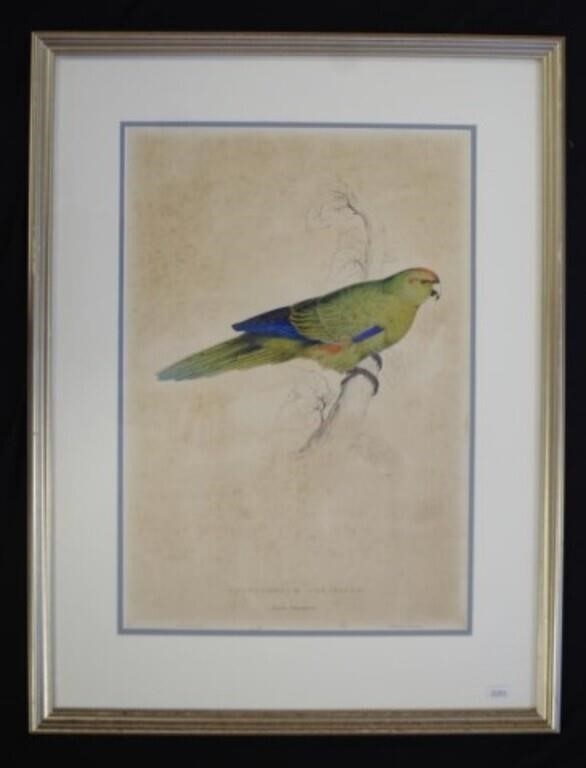 Edward Lear | Pacific Parrakeet | MutualArt