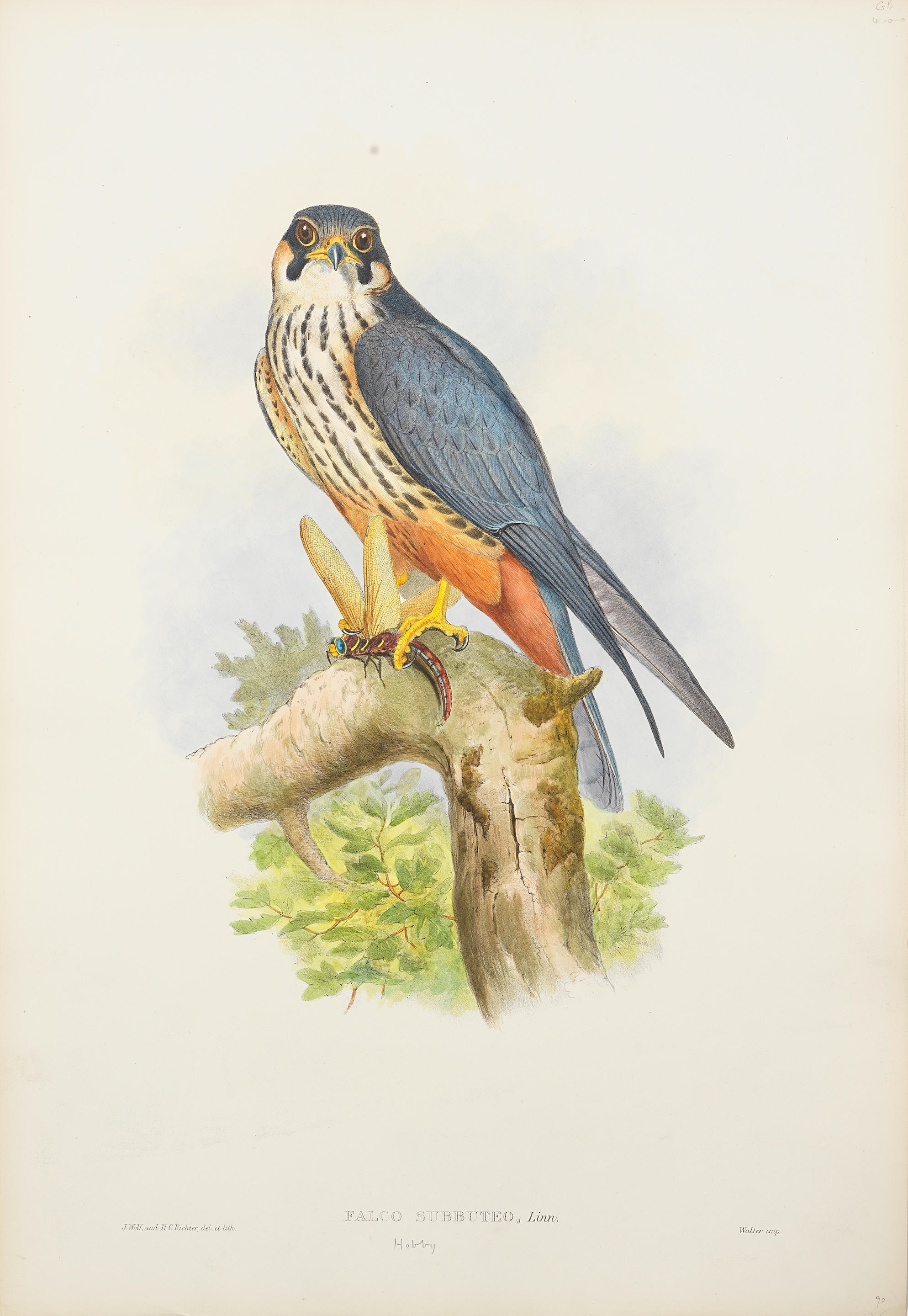 John Gould | A collection of 31 hand-coloured lithographs from John ...