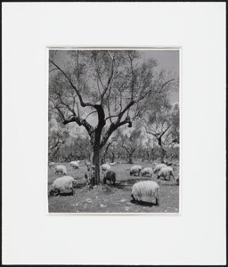 Herbert List | Untitled (Greek Sheep (Circa 1940s) | MutualArt