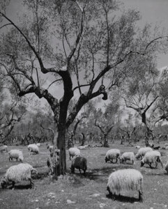 Herbert List | Untitled (Greek Sheep (Circa 1940s) | MutualArt