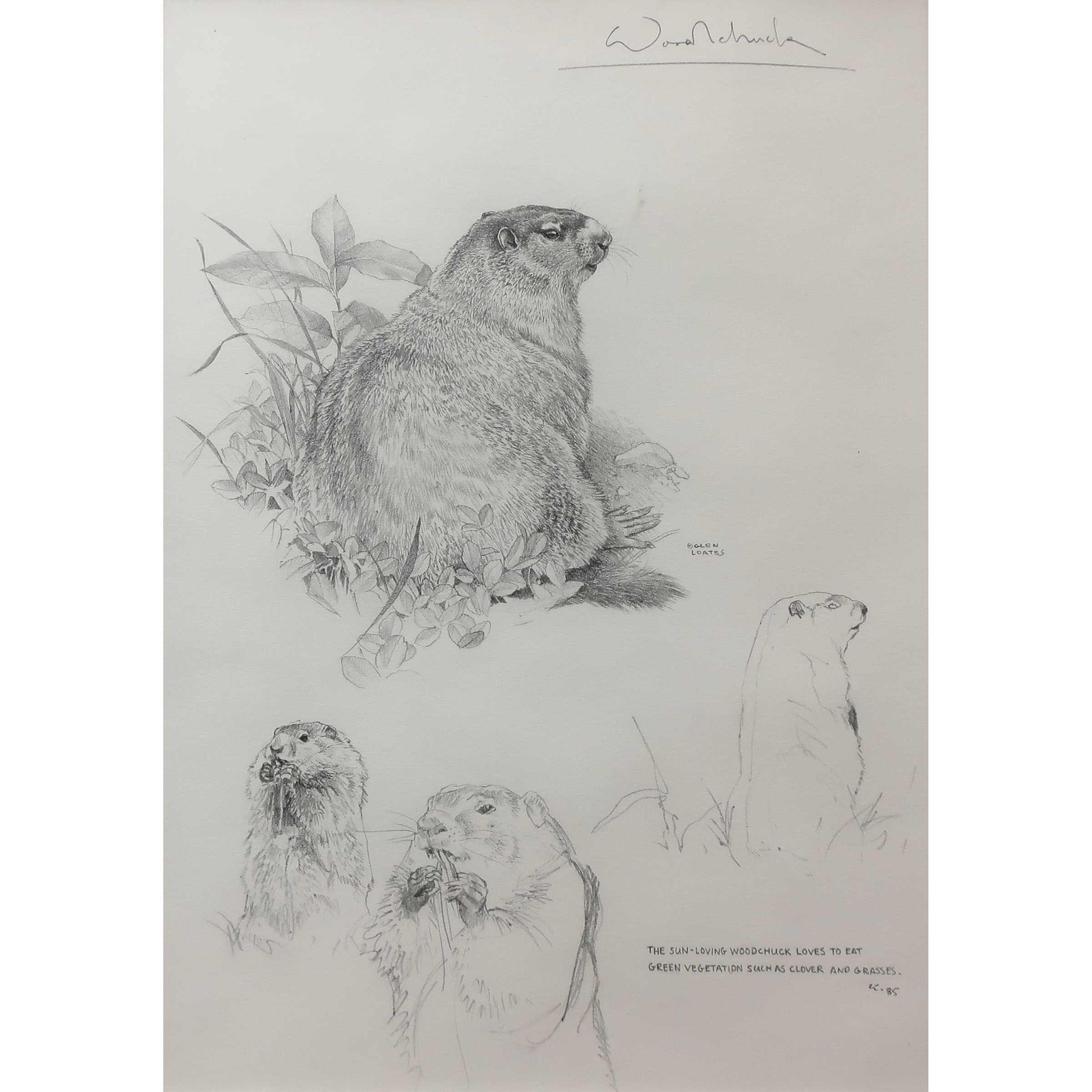 Glen Loates | WOODCHUCK (1985) | MutualArt