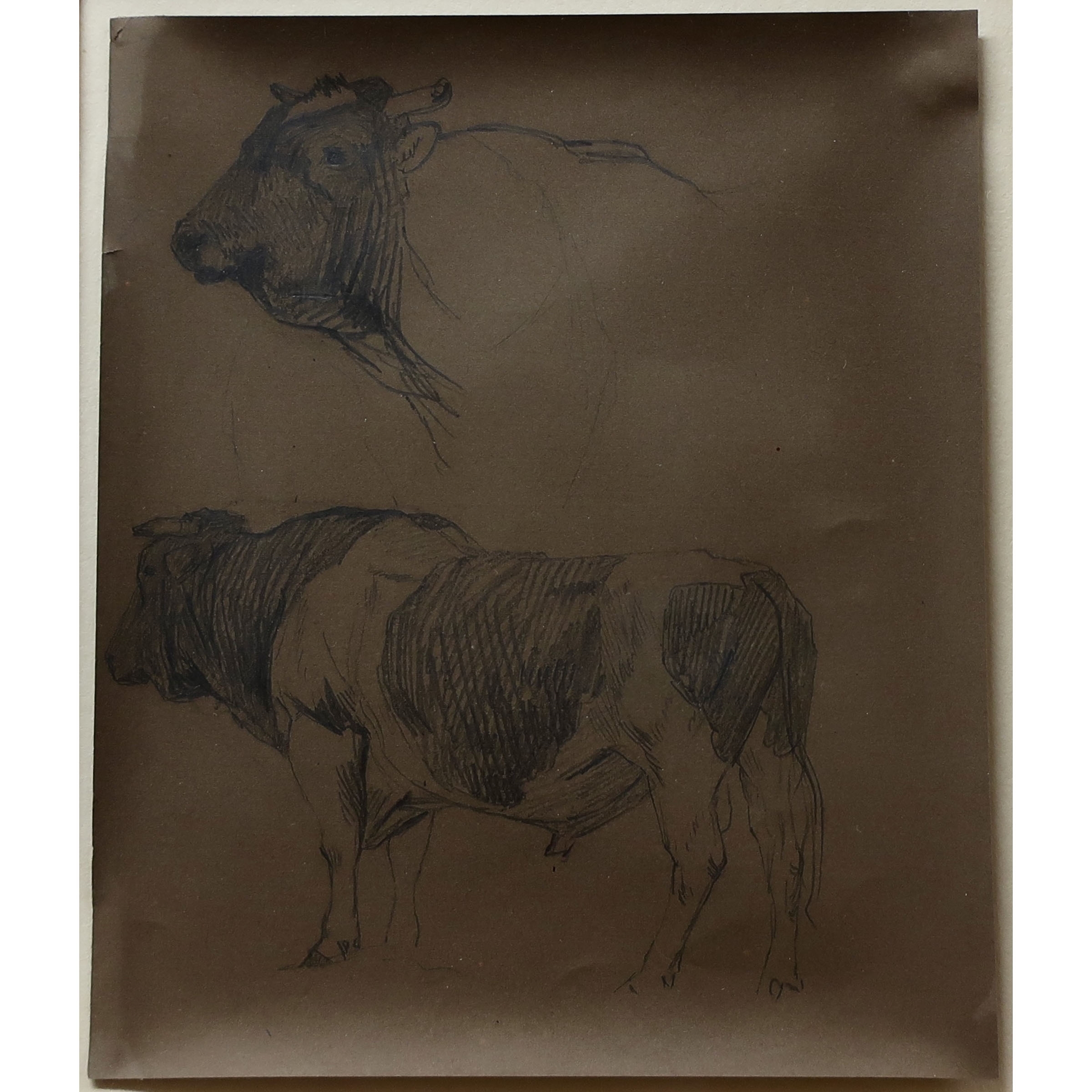 Horatio Walker | STUDY OF A BULL | MutualArt