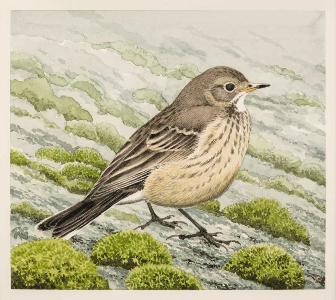 Robert Gillmor | Avocet Feeding | MutualArt