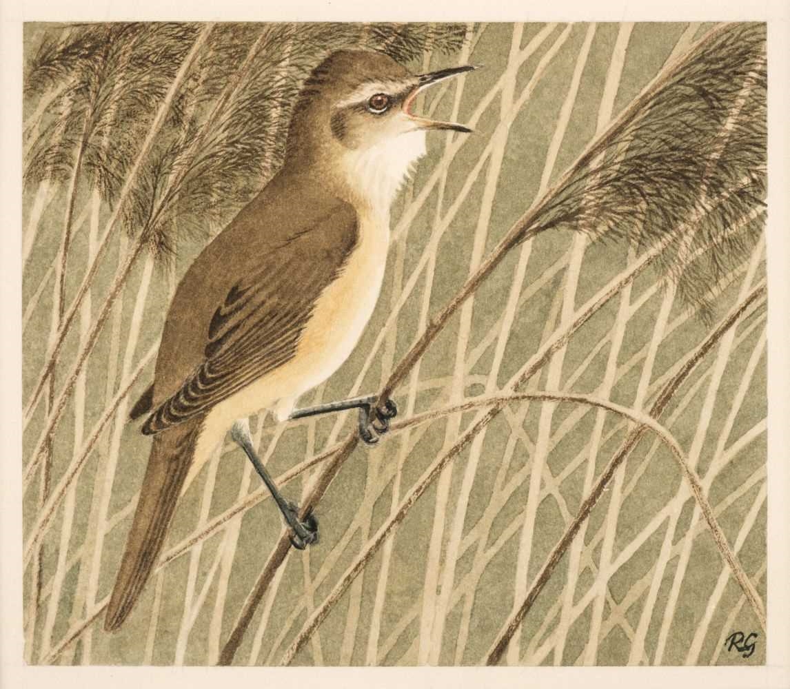 Robert Gillmor | Avocet Feeding | MutualArt