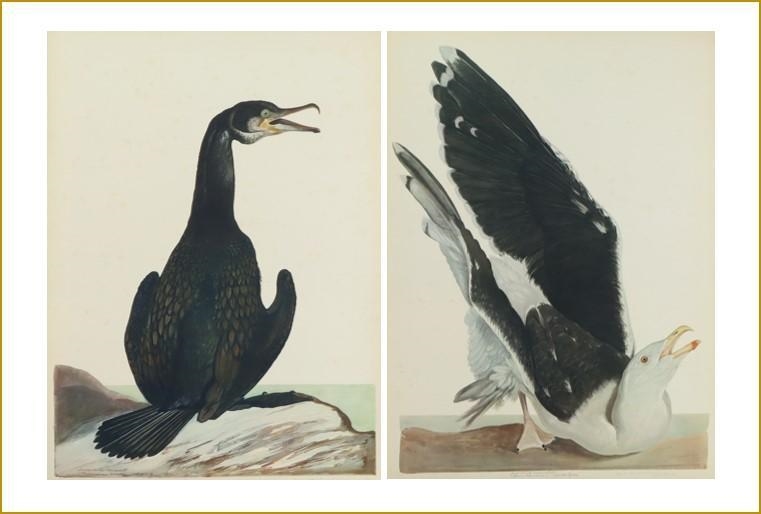 Carroll Sargent Tyson | Offset Lithograph of a Double-crested Cormorant ...