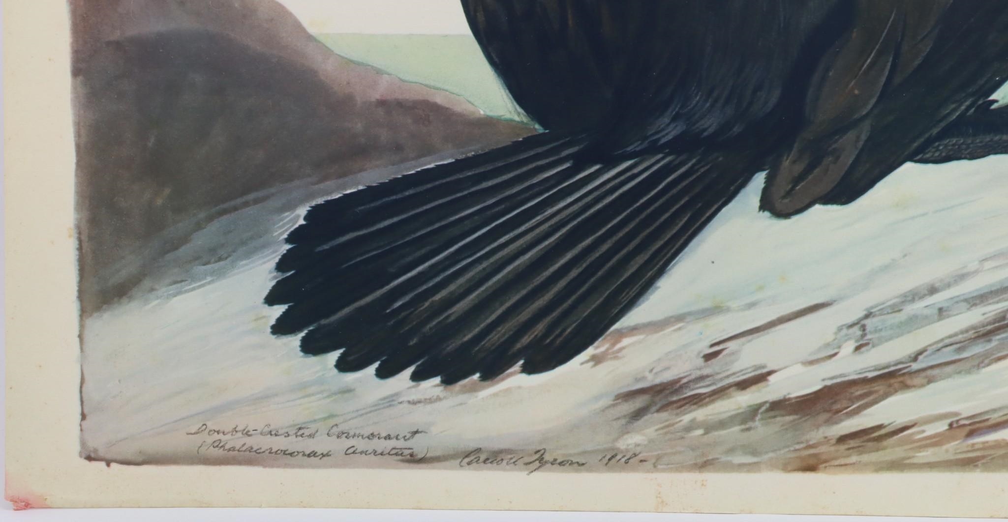 Carroll Sargent Tyson | Offset Lithograph of a Double-crested Cormorant ...