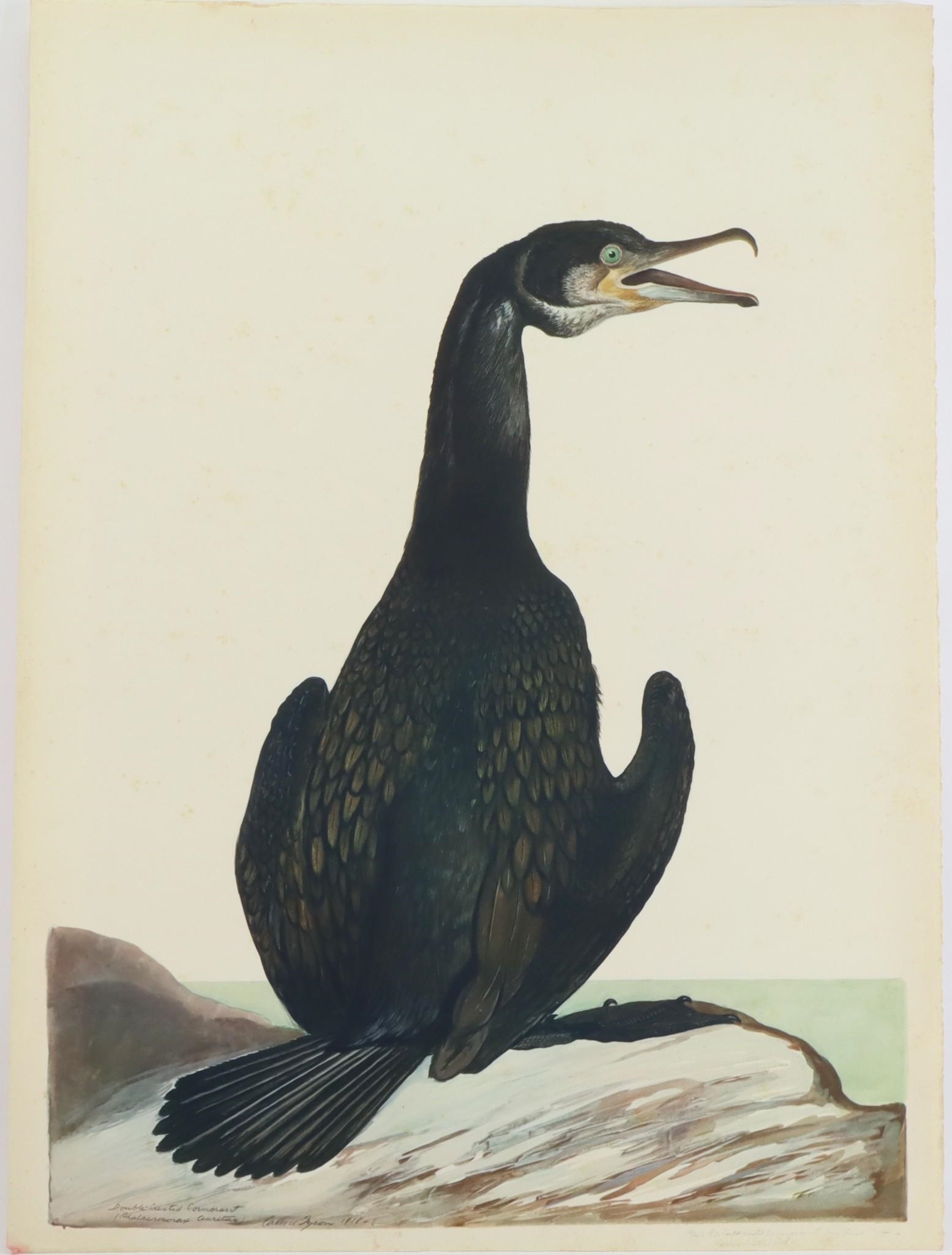 Carroll Sargent Tyson | Offset Lithograph of a Double-crested Cormorant ...