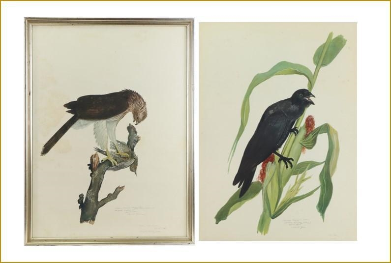 Carroll Sargent Tyson | Offset Lithograph of a Common American Crow by ...