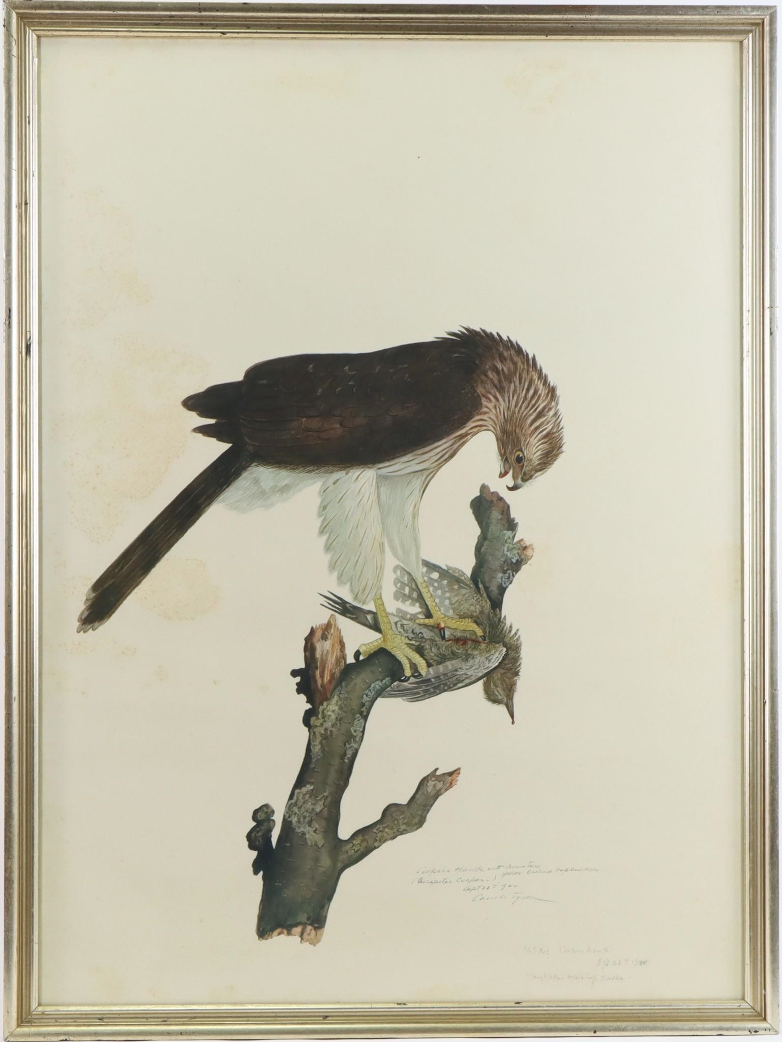 Carroll Sargent Tyson | Offset Lithograph of a Common American Crow by ...