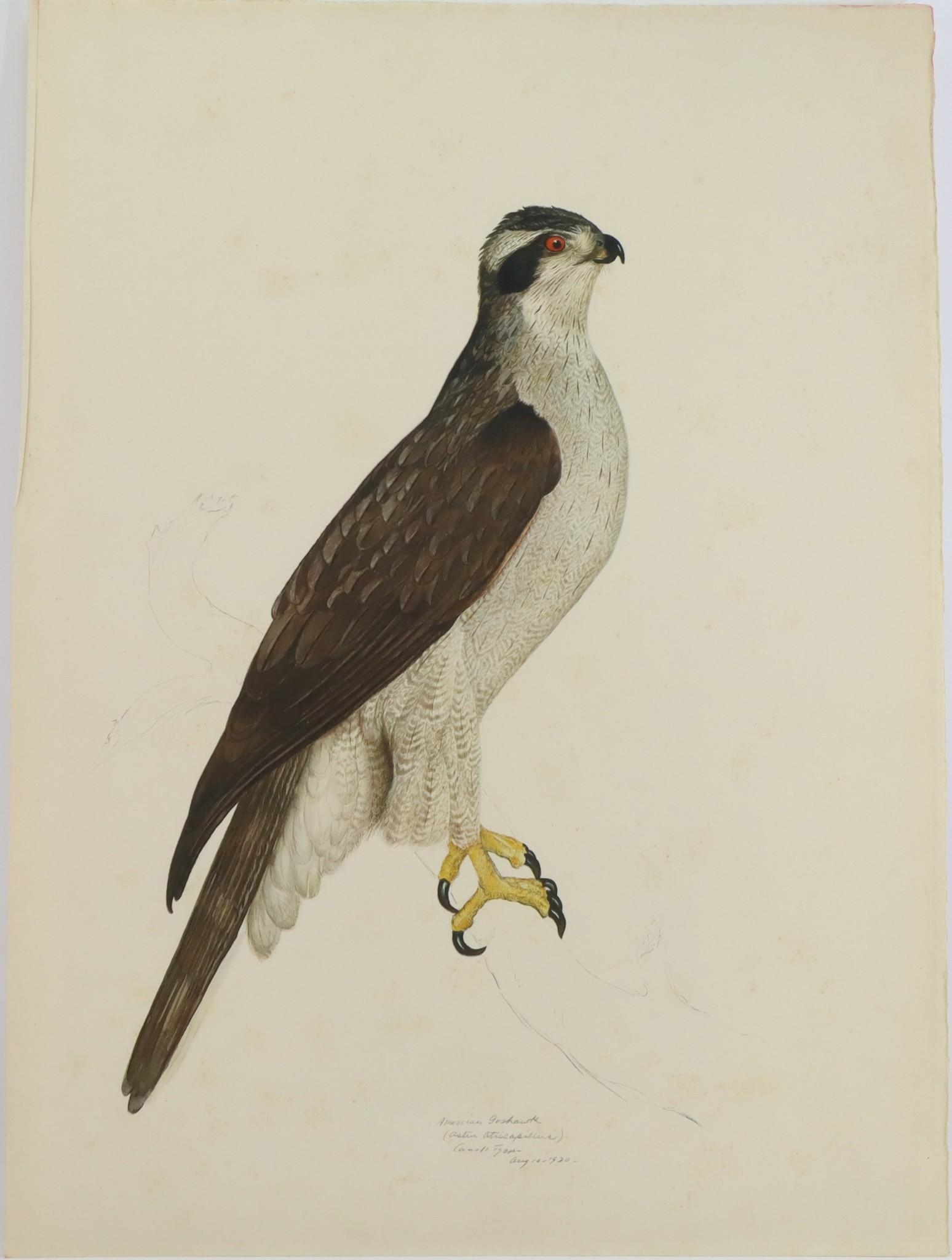 Carroll Sargent Tyson | Offset Lithograph of an American Swift by ...