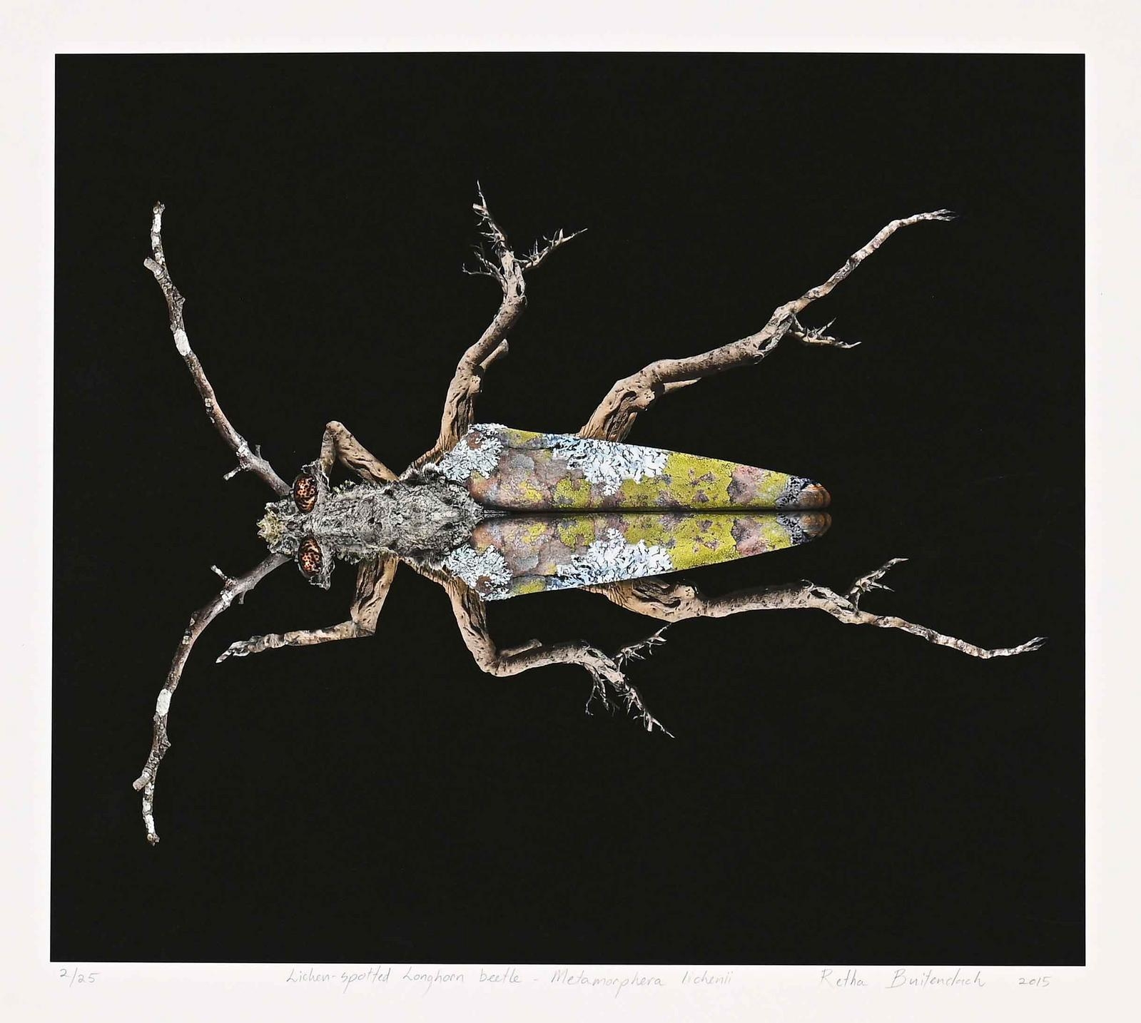 Retha Buitendach | Lichen-Spotted Longhorn Beetle - Metamorphera ...