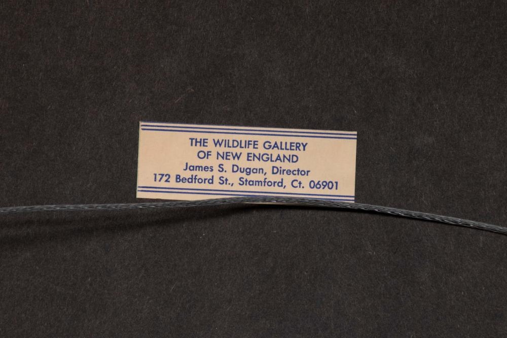 Charles Frace | Northern Goshawk | MutualArt