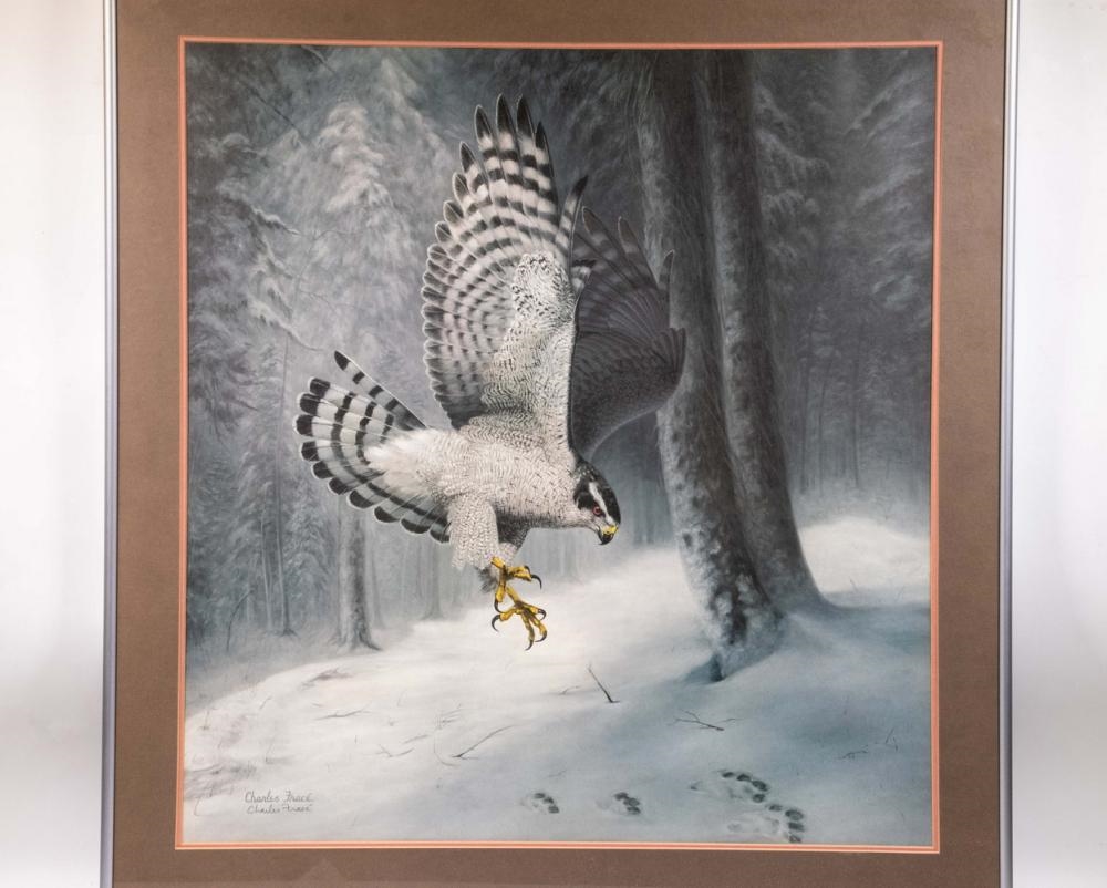 Charles Frace | Northern Goshawk | MutualArt