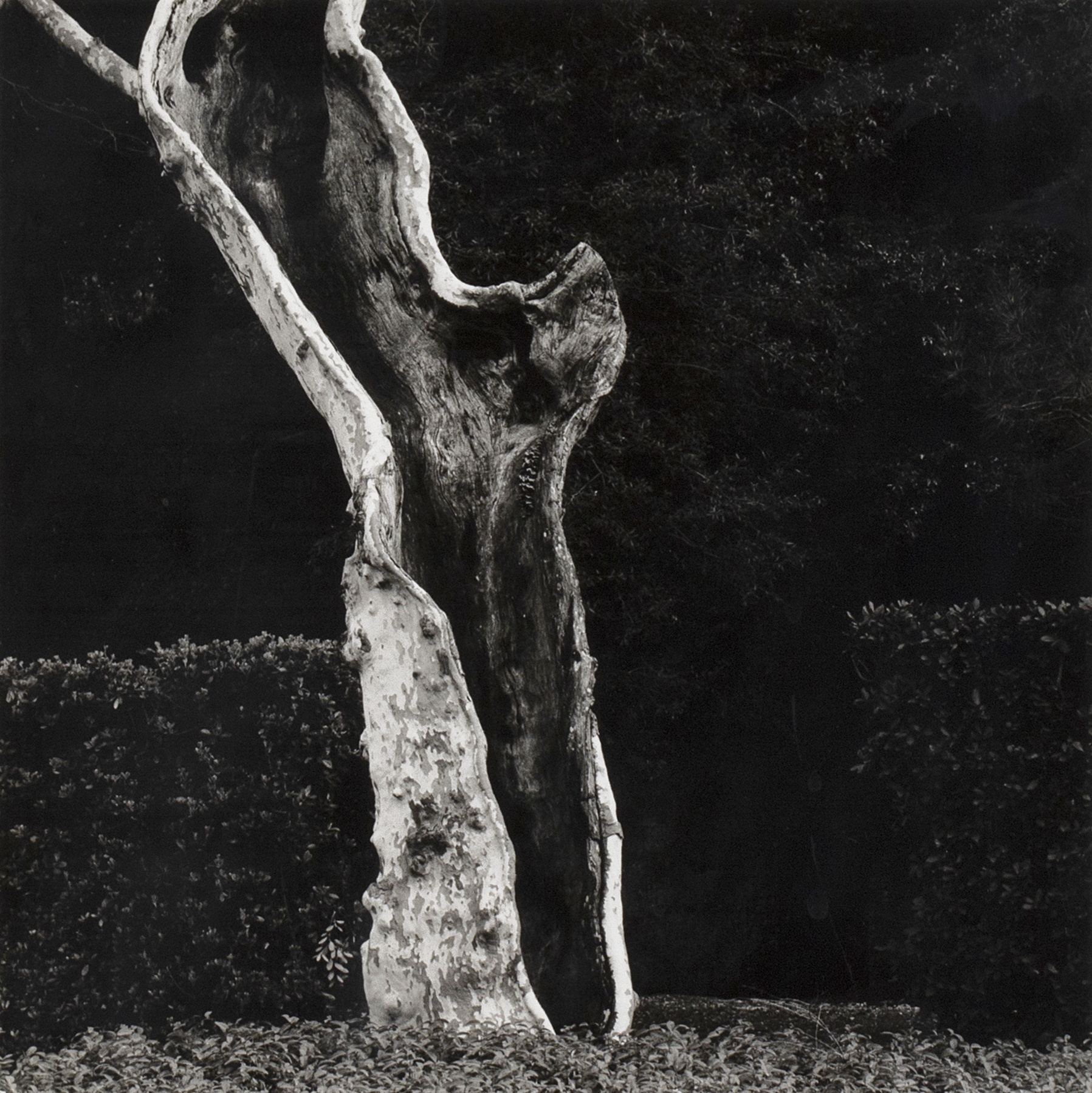 Joan Fontcuberta | Tronco de árbol | MutualArt