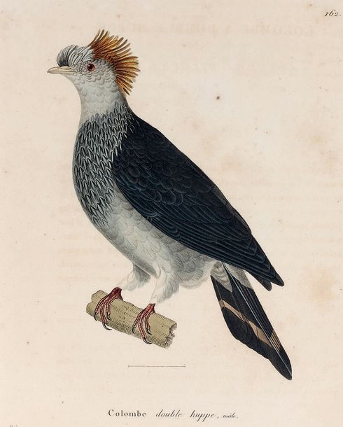 Jean-Gabriel Prêtre | Modest dove-Double crested dove-Female mouse dove ...