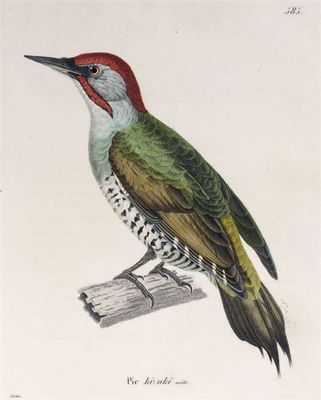 Jean-Gabriel Prêtre | Male megapode partridge-Female megapode partridge ...