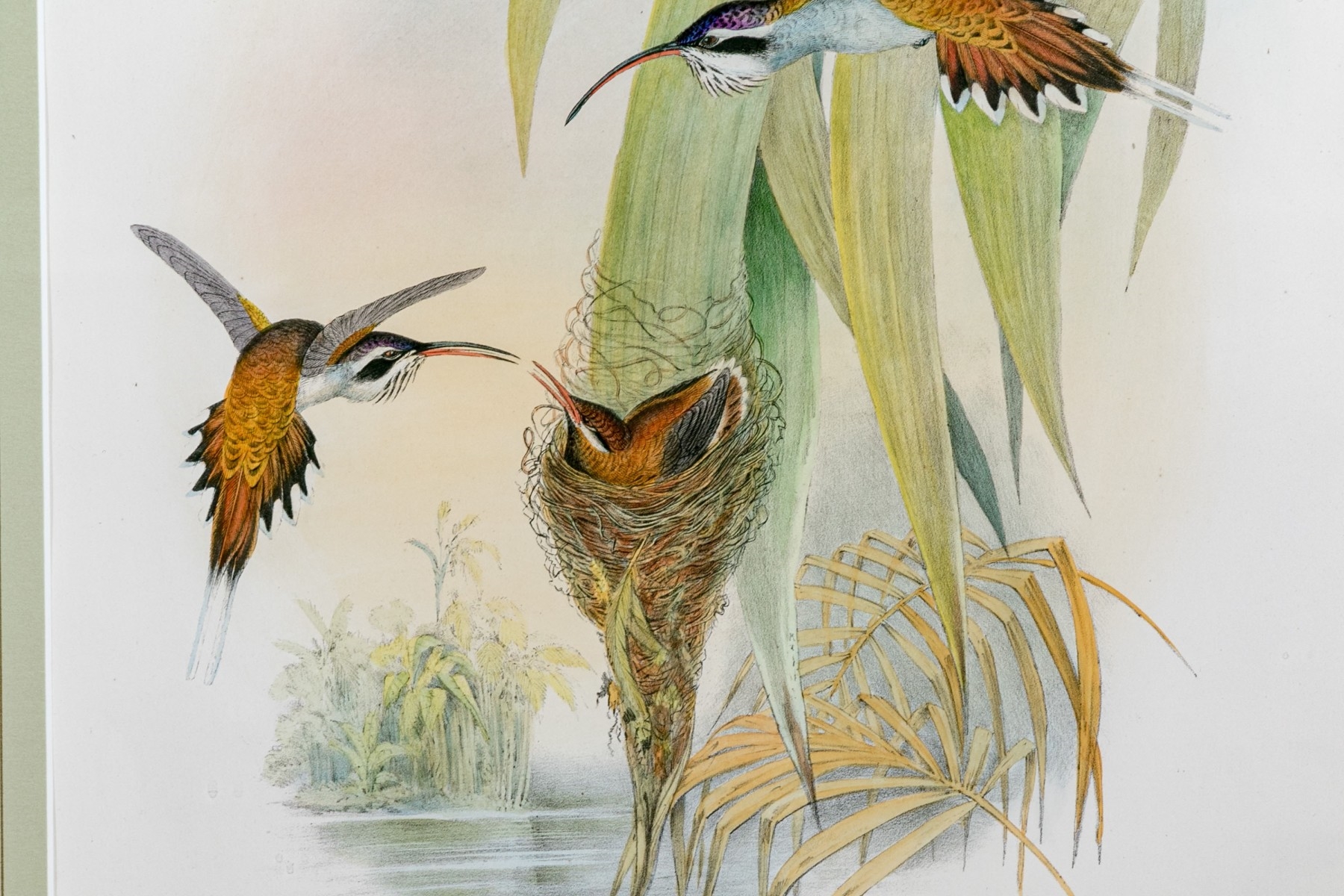 John Gould | Pair Of John Gould (British, 1804-1881) Bird Prints ...
