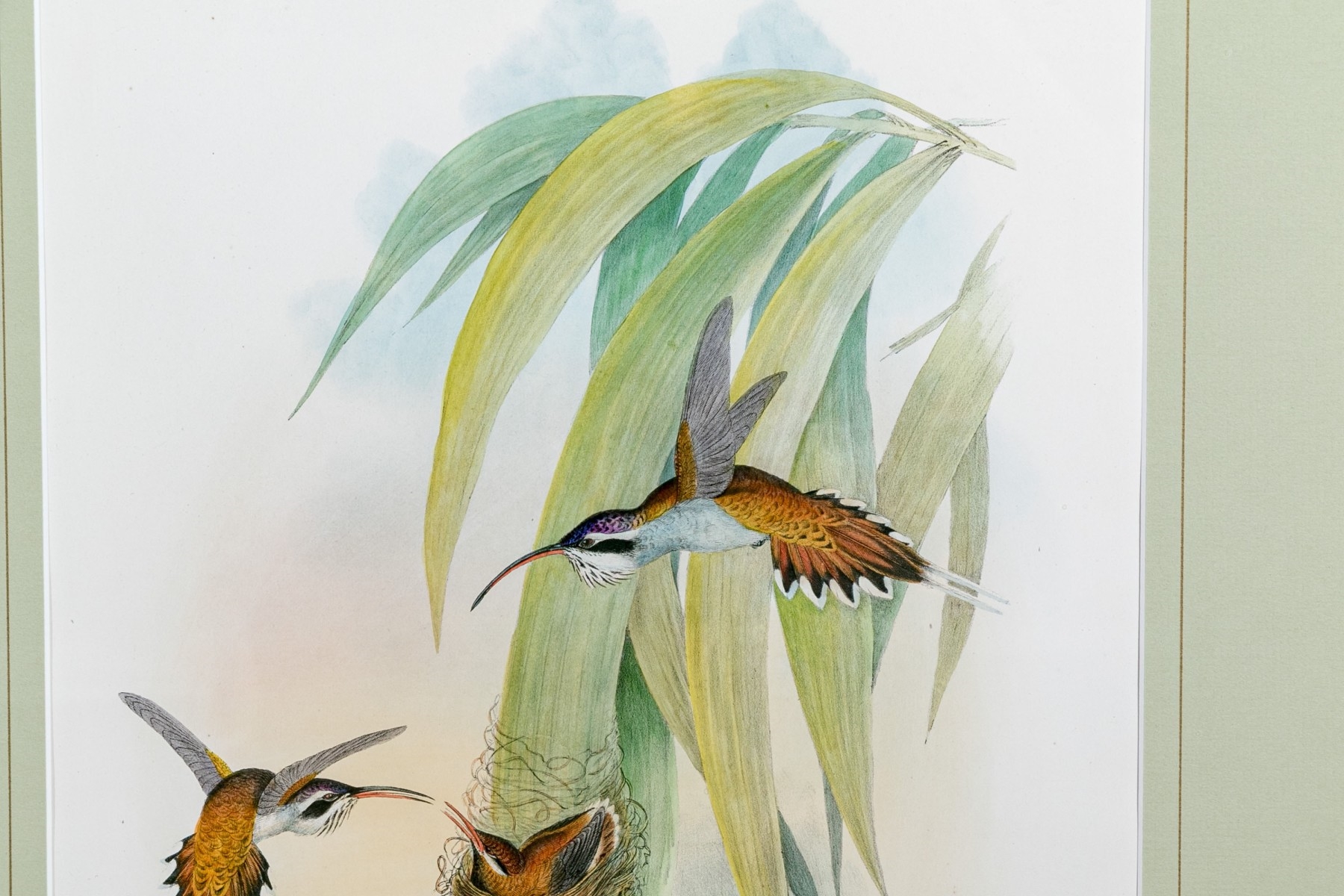 John Gould | Pair Of John Gould (British, 1804-1881) Bird Prints ...