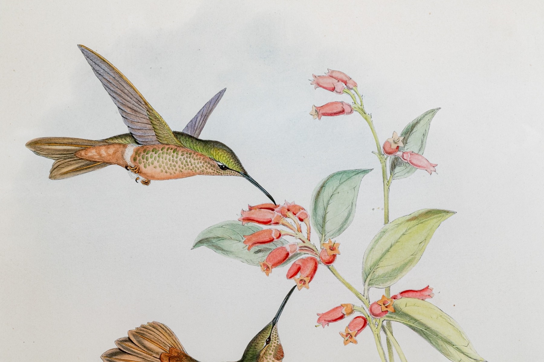 John Gould | Pair Of John Gould (British, 1804-1881) Bird Prints ...