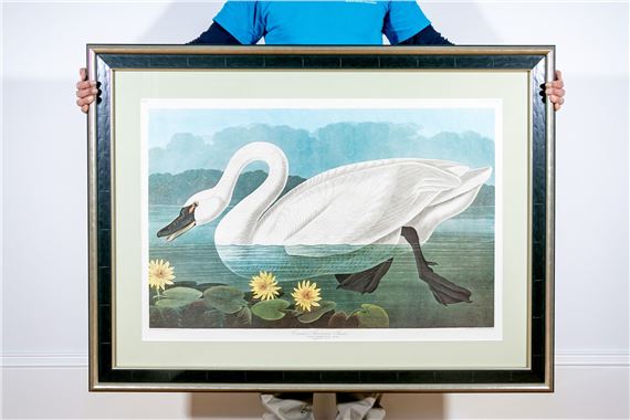 John James Audubon | Common American Swan (20th Century) | MutualArt