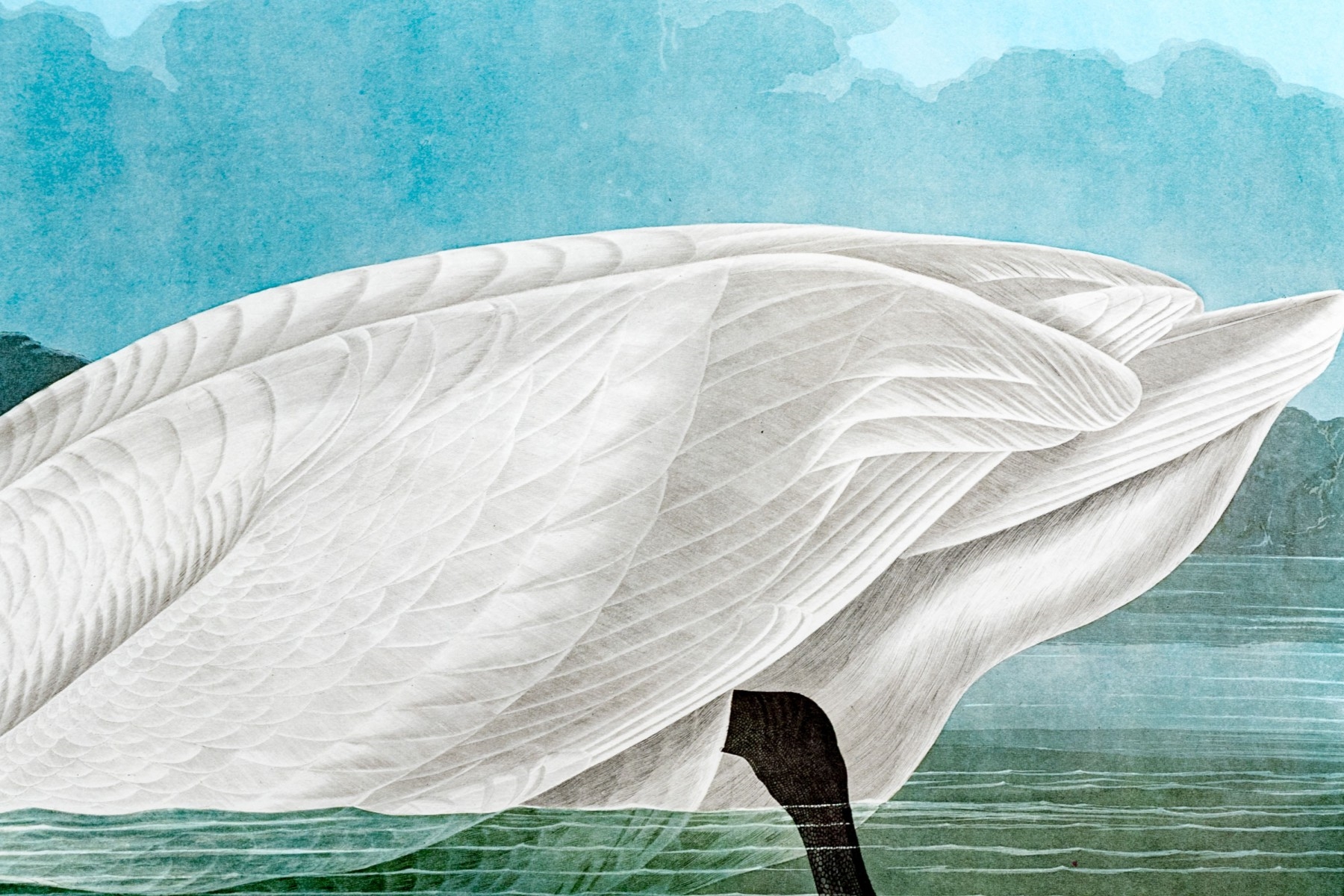 John James Audubon | Common American Swan (20th Century) | MutualArt