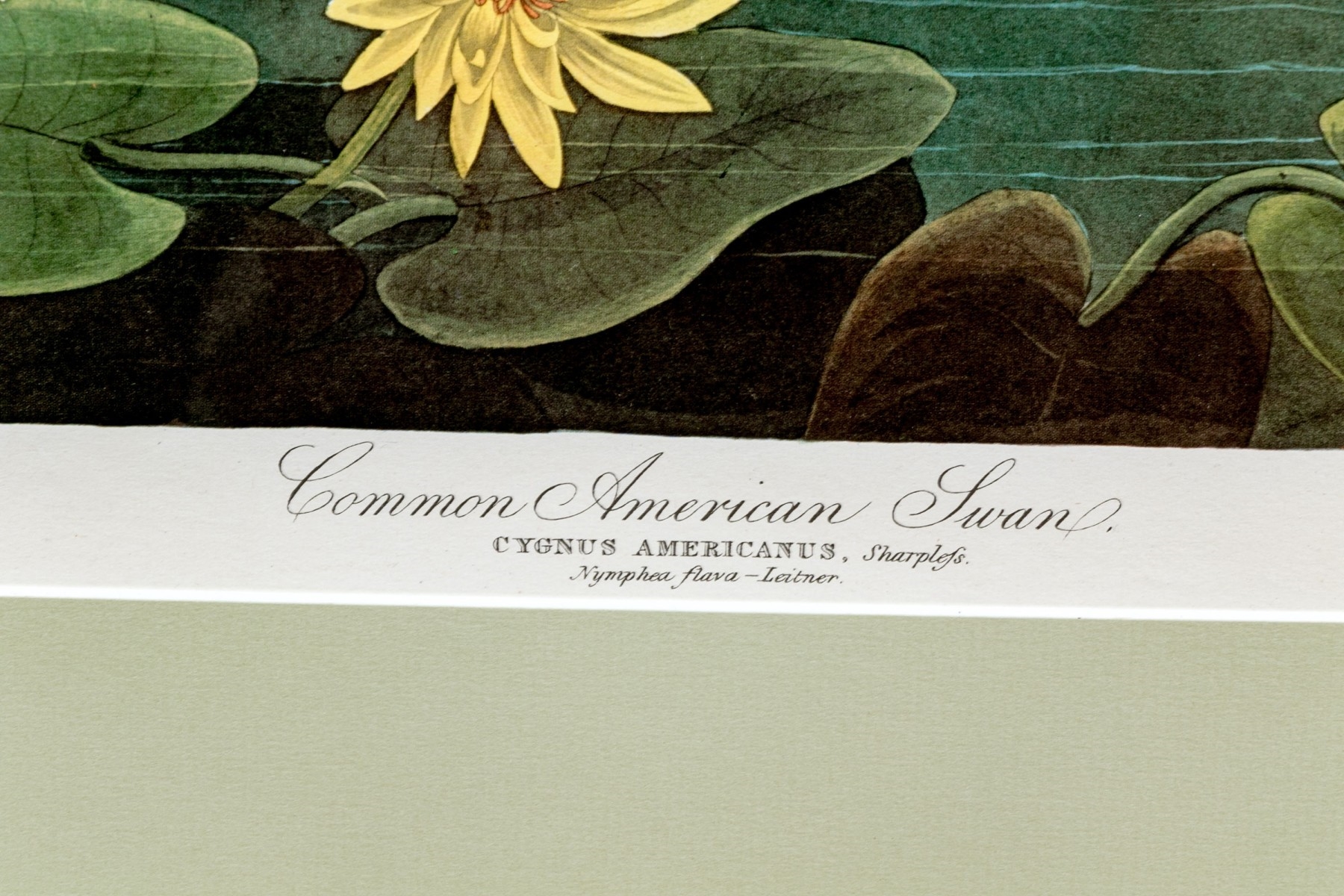 John James Audubon | Common American Swan (20th Century) | MutualArt