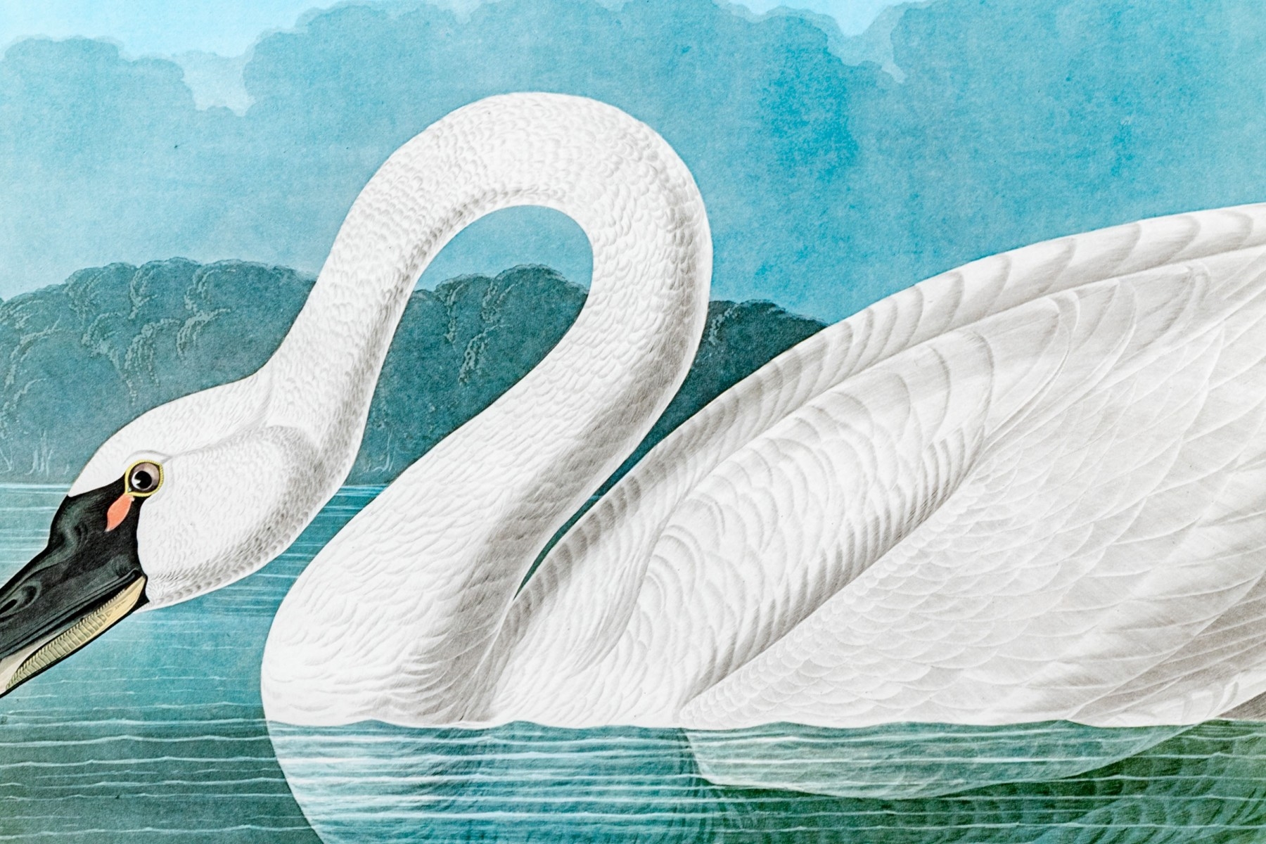 John James Audubon | Common American Swan (20th Century) | MutualArt