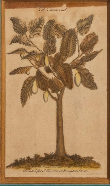 John Hinton | John Hinton The Tamarind Hand-Colored Engraving (18th ...