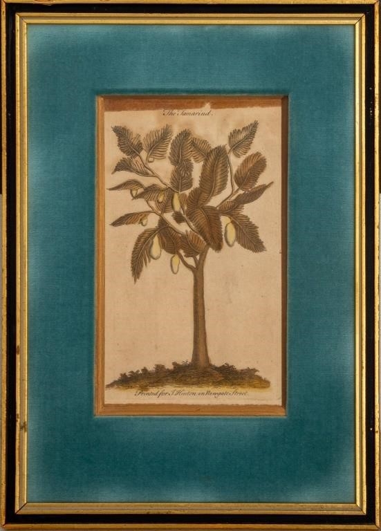 John Hinton | John Hinton The Tamarind Hand-Colored Engraving (18th ...