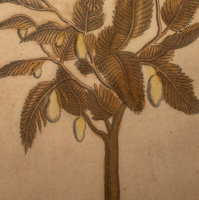 John Hinton | John Hinton The Tamarind Hand-Colored Engraving (18th ...