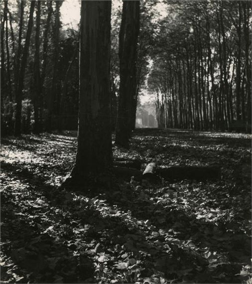 Emeric Feher | Undergrowth, c. 1930. (Circa 1930) | MutualArt