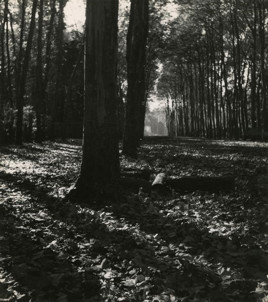 Emeric Feher | Undergrowth, c. 1930. (Circa 1930) | MutualArt