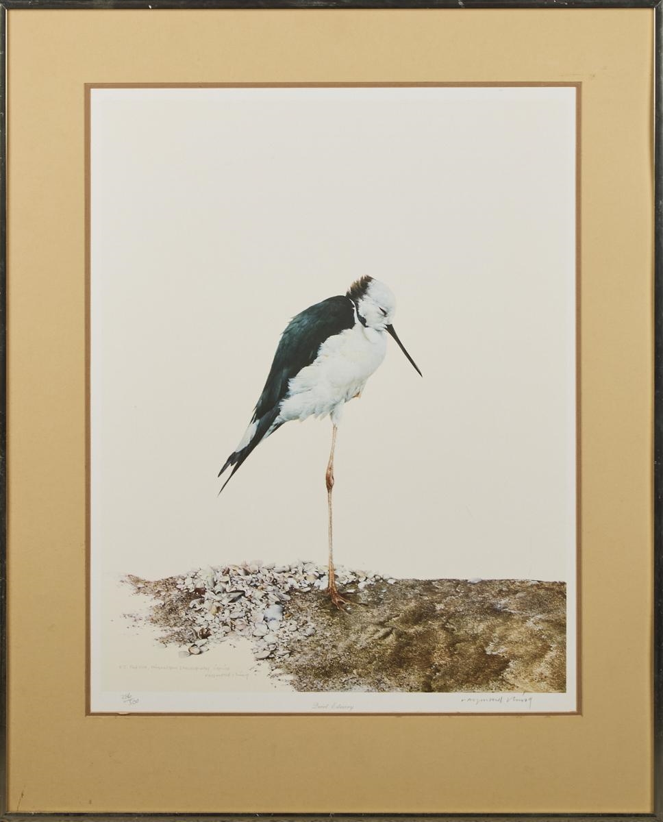 Raymond Harris Ching | New Zealand Blue Duck | MutualArt