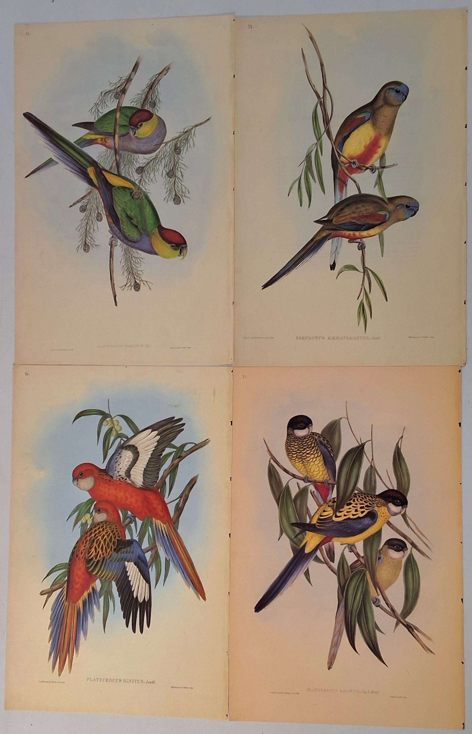 John Gould | Birds of Australia, Quantity of Unmounted Prints | MutualArt