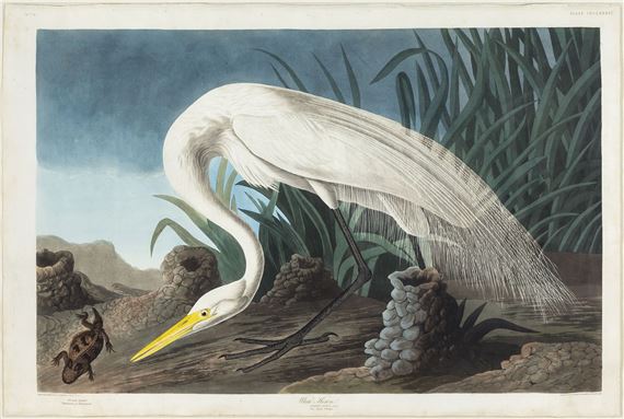 John James Audubon | White Heron - The symbol of the National Audubon ...