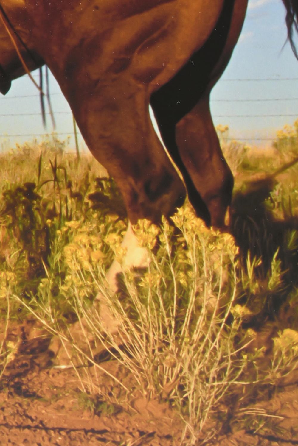 Marc Morrison | Durango Cowboy and Pumpjack (21st Century) | MutualArt